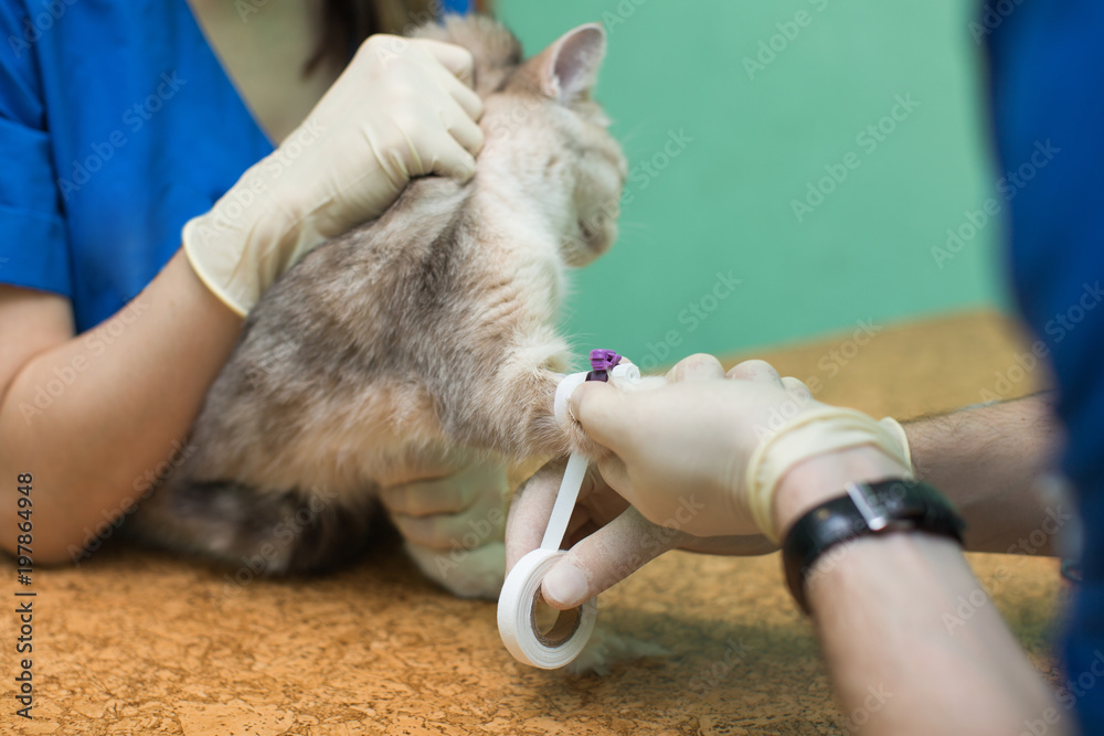 Veterinary placing a catheter via a cat in the clinic Stock Photo ...