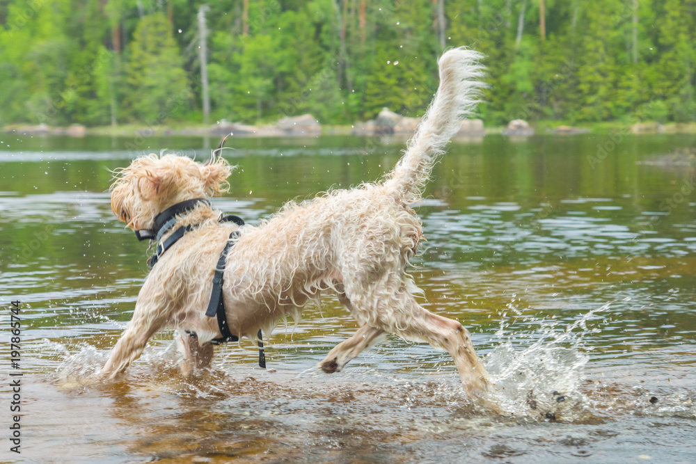 Young active white wire-haired spinone italiano breed dog runs in the ...