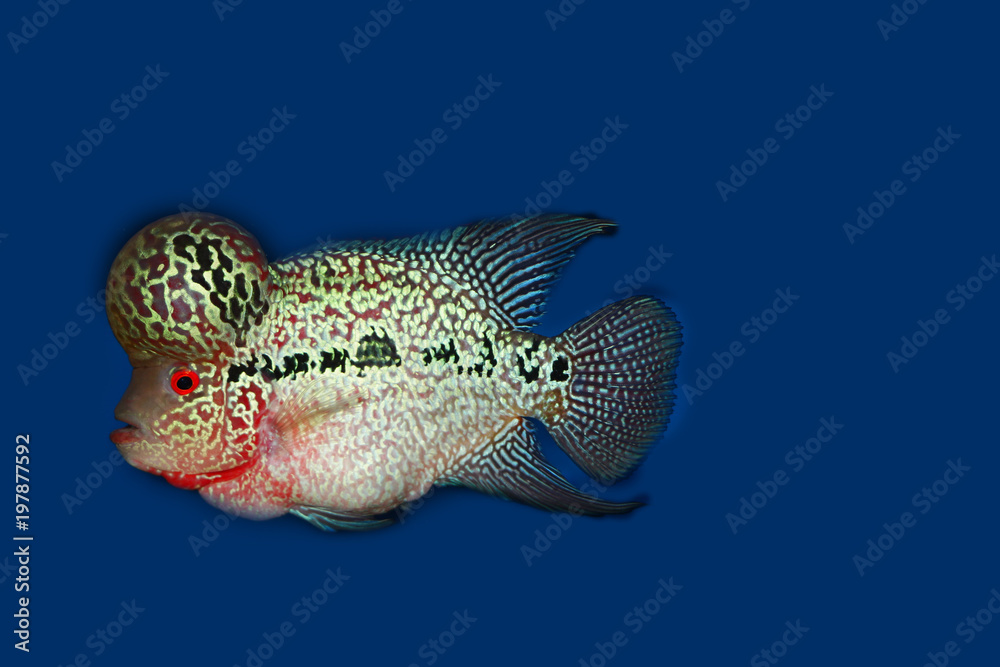 Flowerhorn cichlid fish in tank water with blue background Stock Photo ...