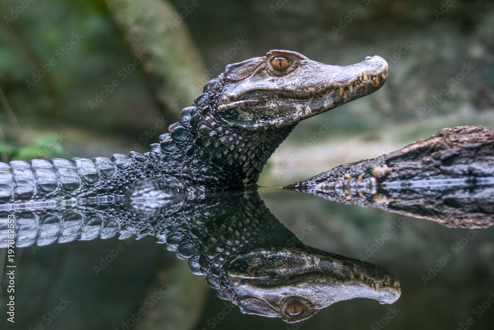 Reflection of The spectacled caiman - Caiman crocodilus in water. Stock ...