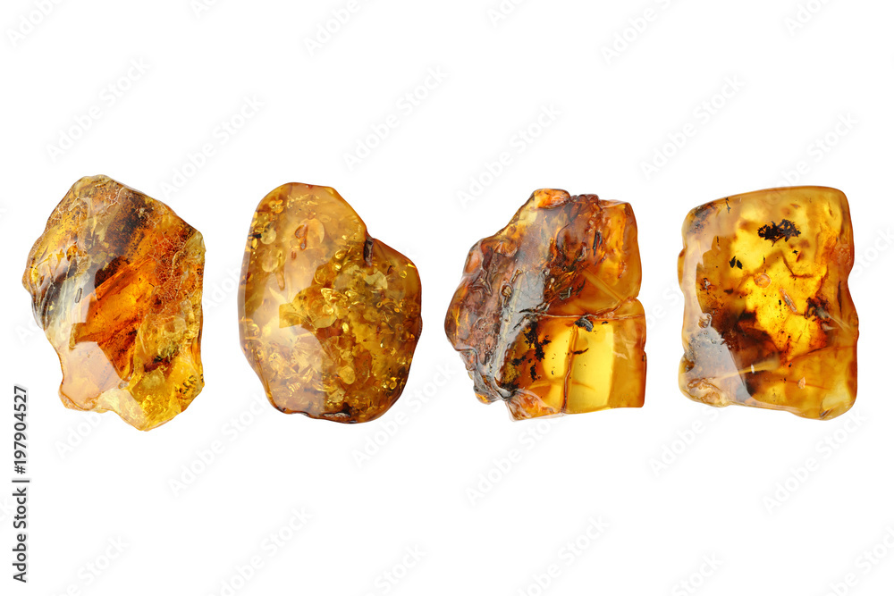 Amber. Four unique pieces of amber from the collection on a white ...