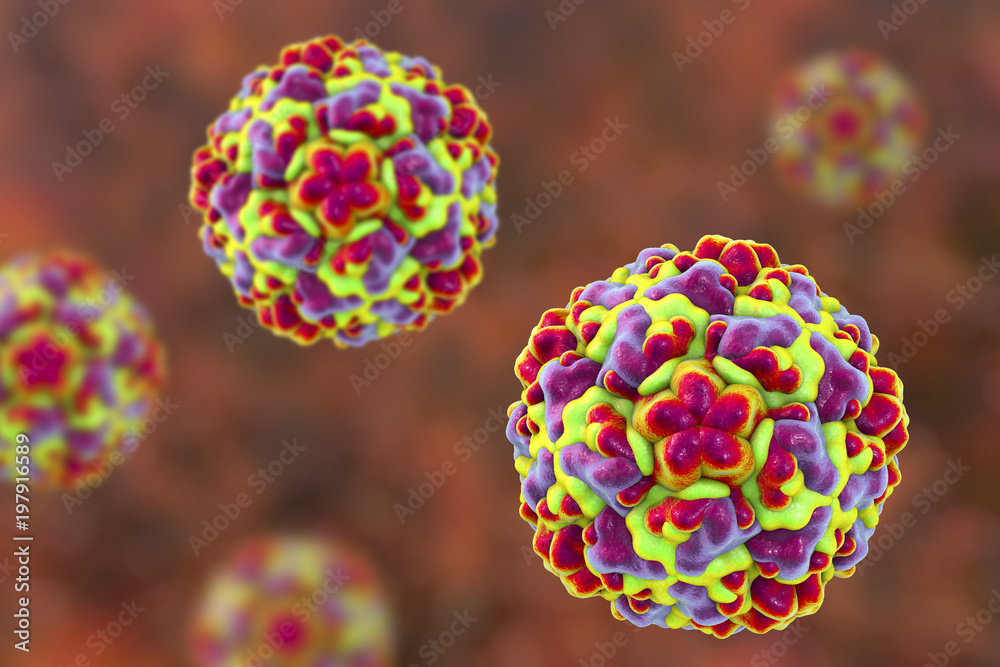 Molecular model of rhinovirus, the virus that causes common cold and ...