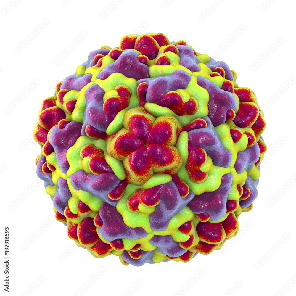 Molecular model of rhinovirus, the virus that causes common cold and ...