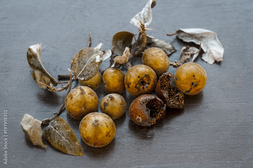 Foto de Indian Cluster Fig or Indian Fig or Gular, Gular with its fig ...