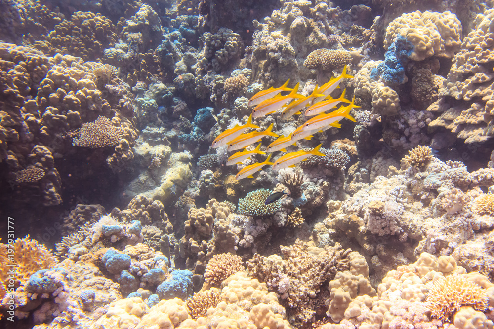 A flock of fish on the coral reef of the red sea. Fish of the red sea ...