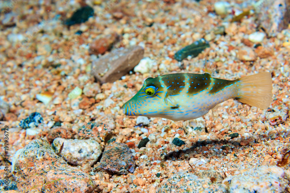 Pygmy toby. Fishes of the red sea. Stock Photo | Adobe Stock