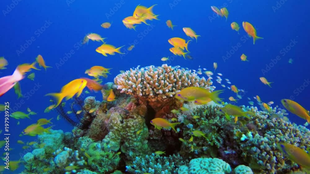 Scalefin Anthias and Blue-Green Fish. Picture of colorful scalefin ...