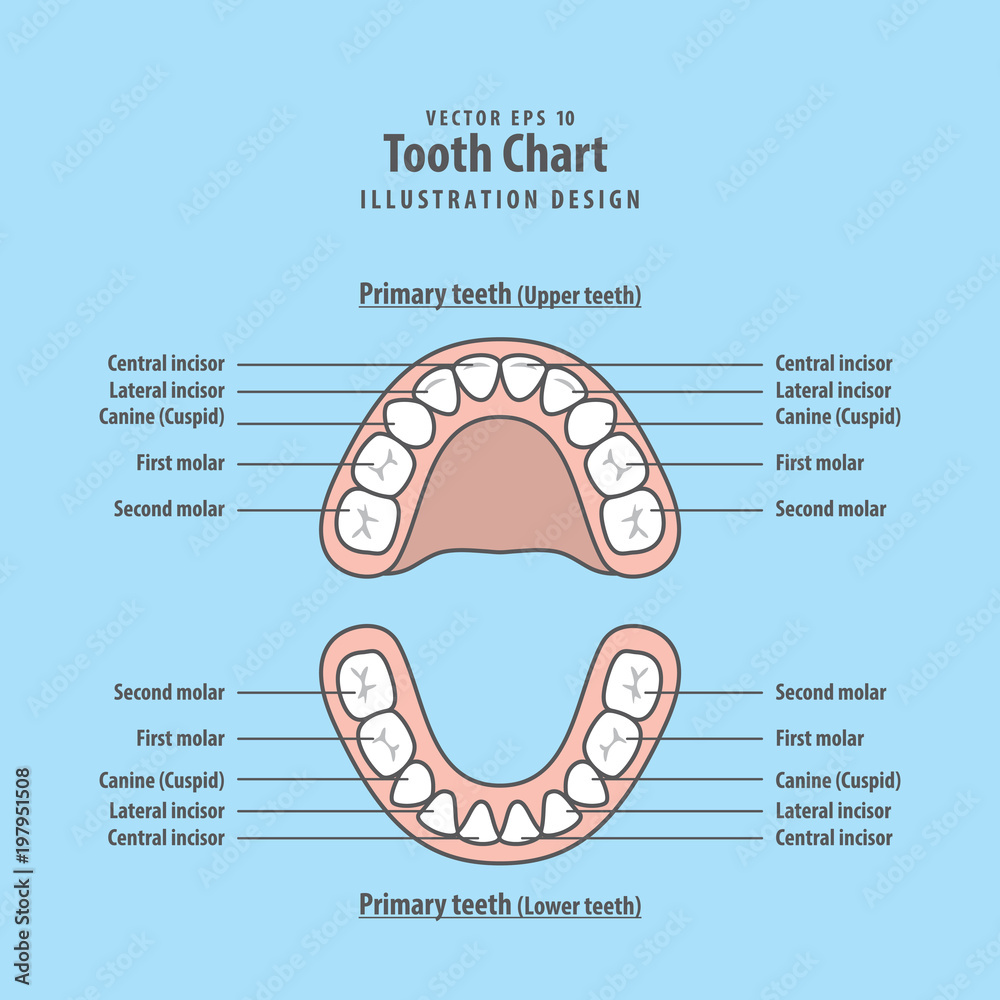 Tooth Chart Primary teeth illustration vector on blue background ...