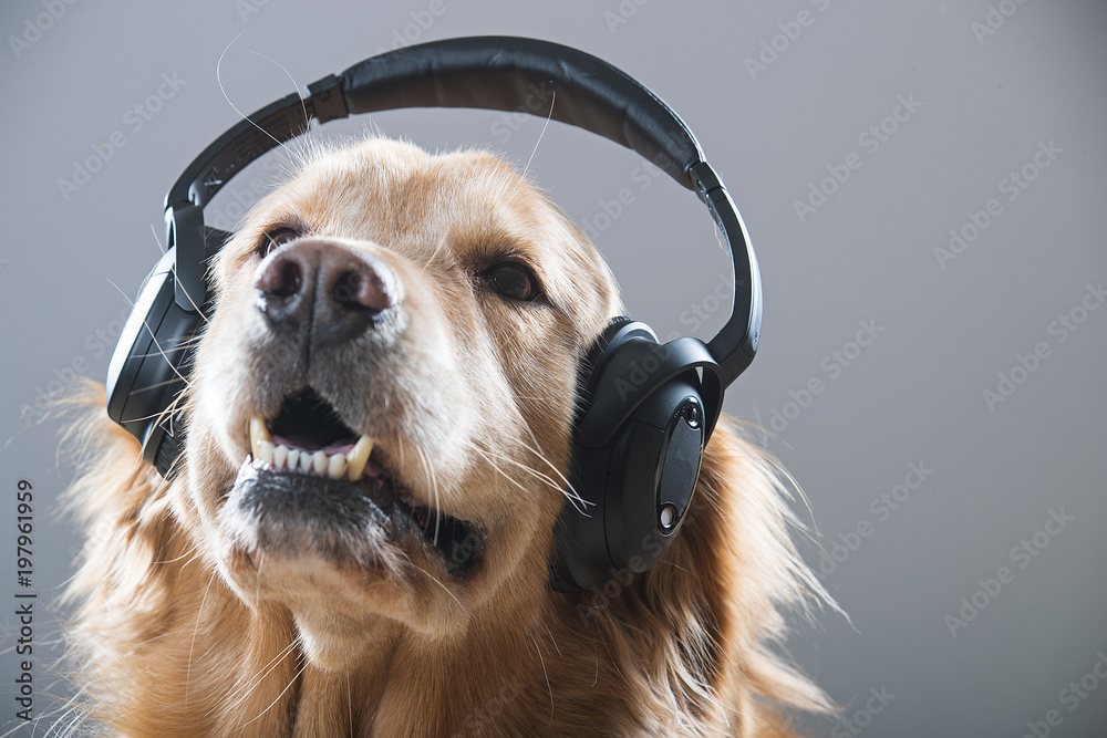 Dog headphones store
