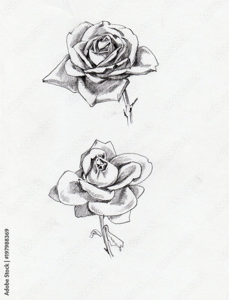 Single Rose Pencil Drawing