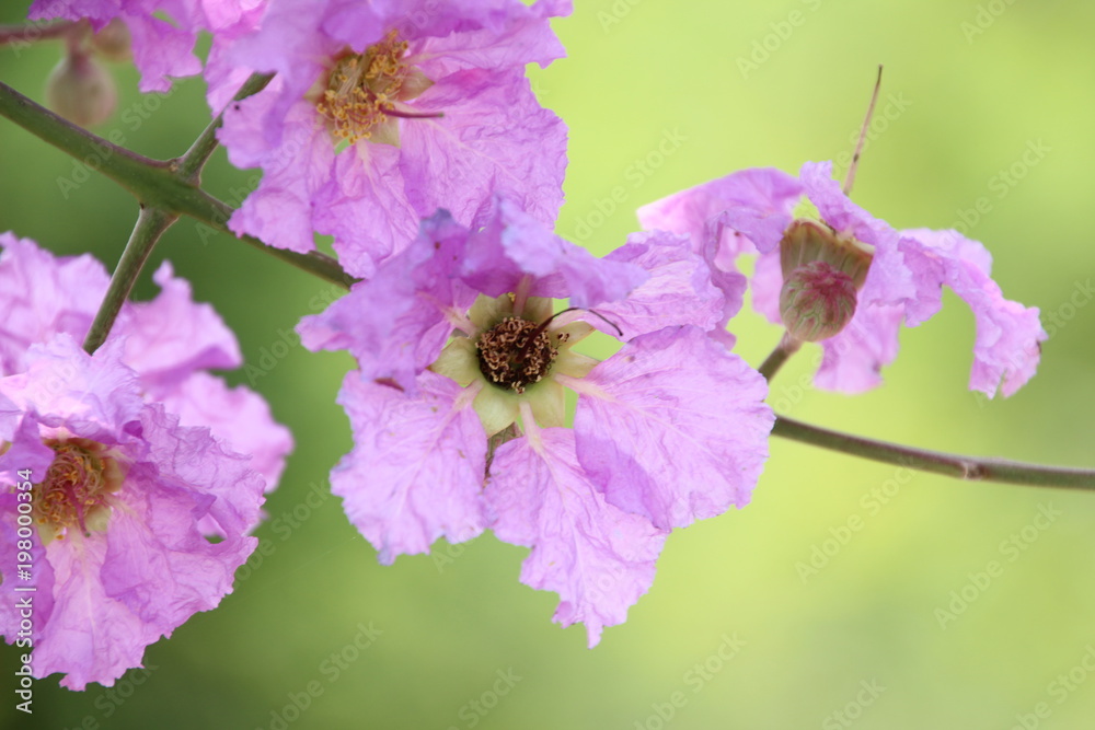 Lagerstroemia speciosa (L.) Pers. Queen's Flower, Queen's crape myrtle ...