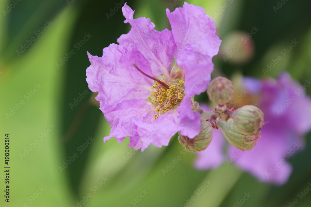 Lagerstroemia speciosa (L.) Pers. Queen's Flower, Queen's crape myrtle ...