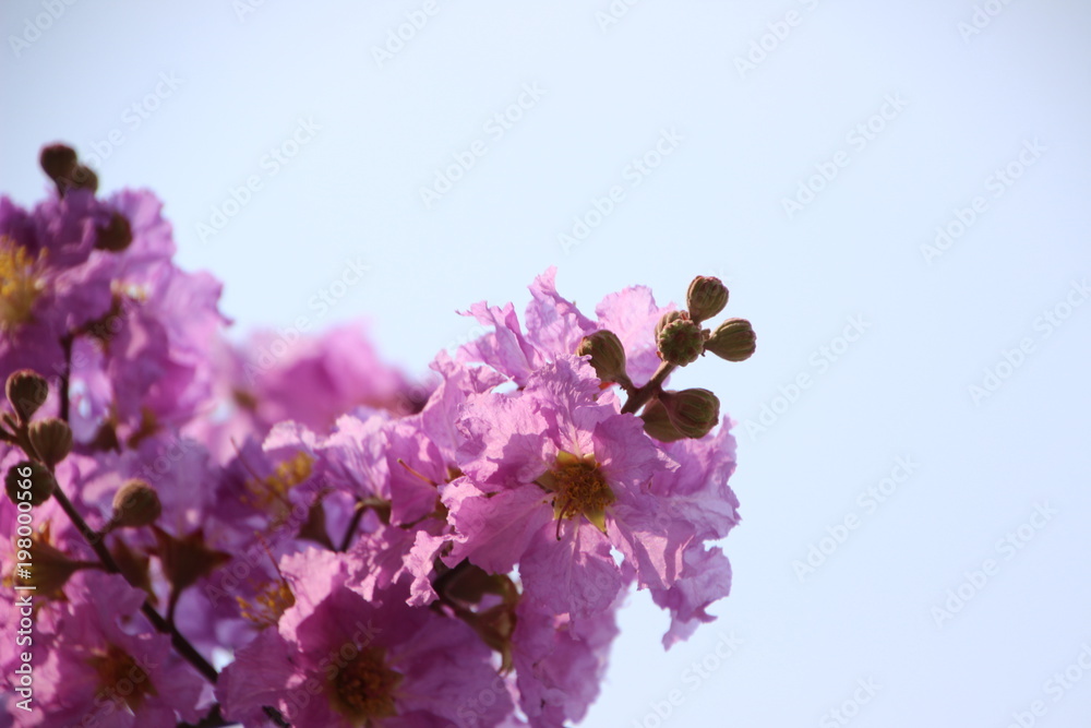 Lagerstroemia speciosa (L.) Pers. Queen's Flower, Queen's crape myrtle ...