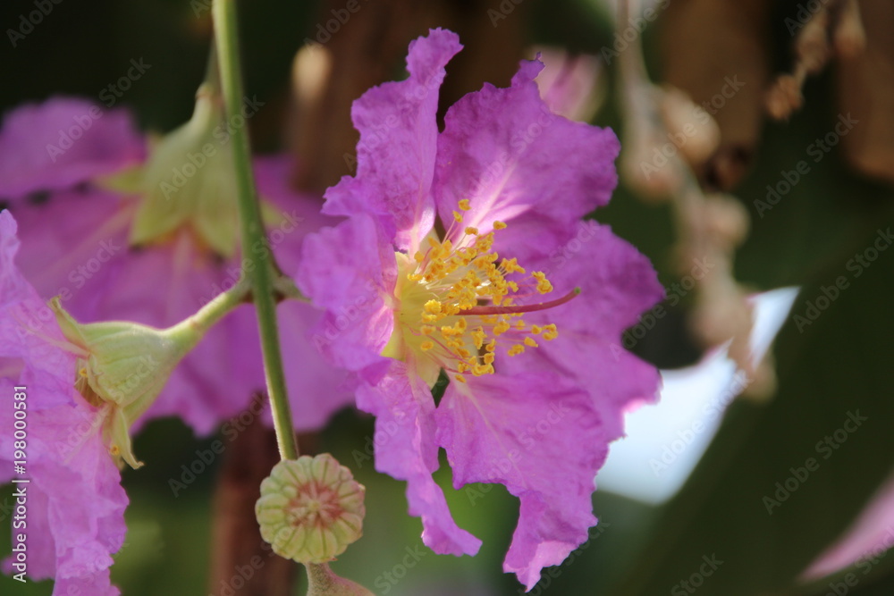 Lagerstroemia speciosa (L.) Pers. Queen's Flower, Queen's crape myrtle ...