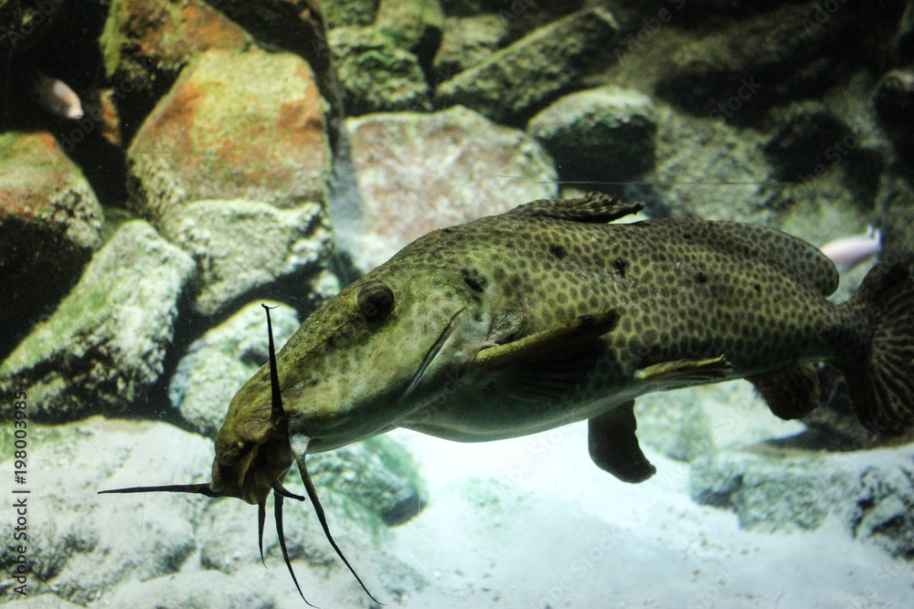 Giraffe Catfish