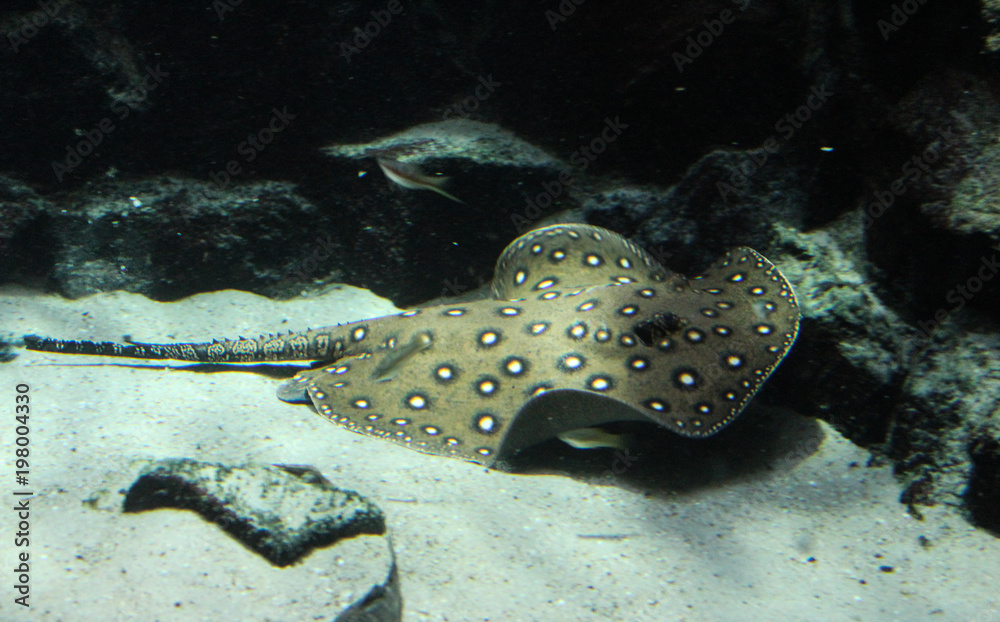 ocellate river stingray (Potamotrygon motoro) swimming underwater Stock ...