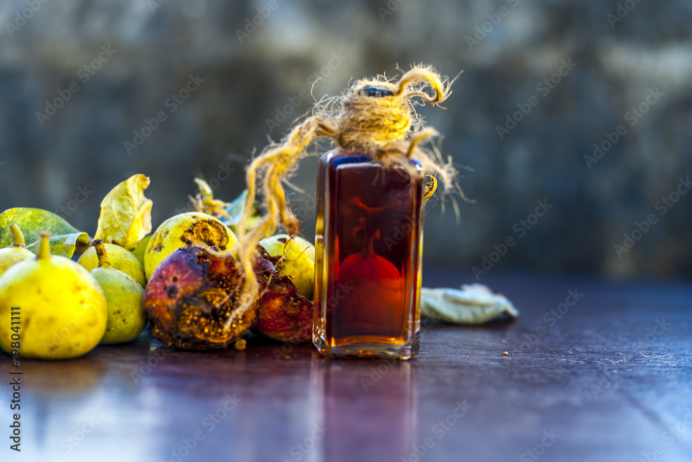 Close up of fresh leaves of Gular,Golar or Clustar Fig tree or Indian ...