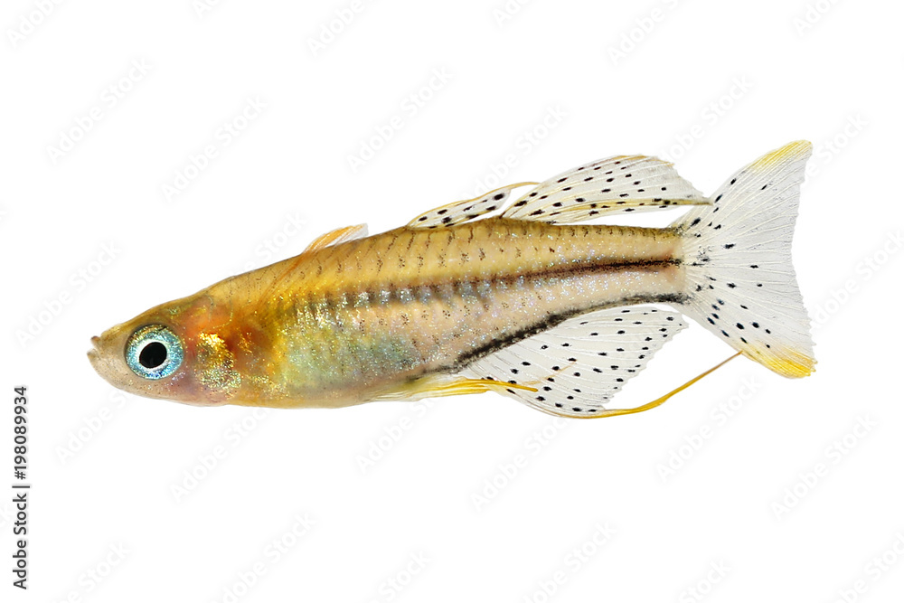 Spotted blue eyed rainbow fish Pseudomugil gertrudae aquarium fish ...