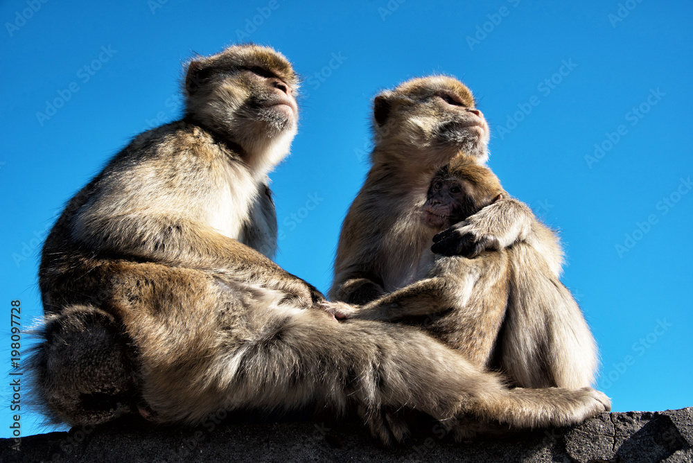 Affenfamilie Stock-Foto | Adobe Stock