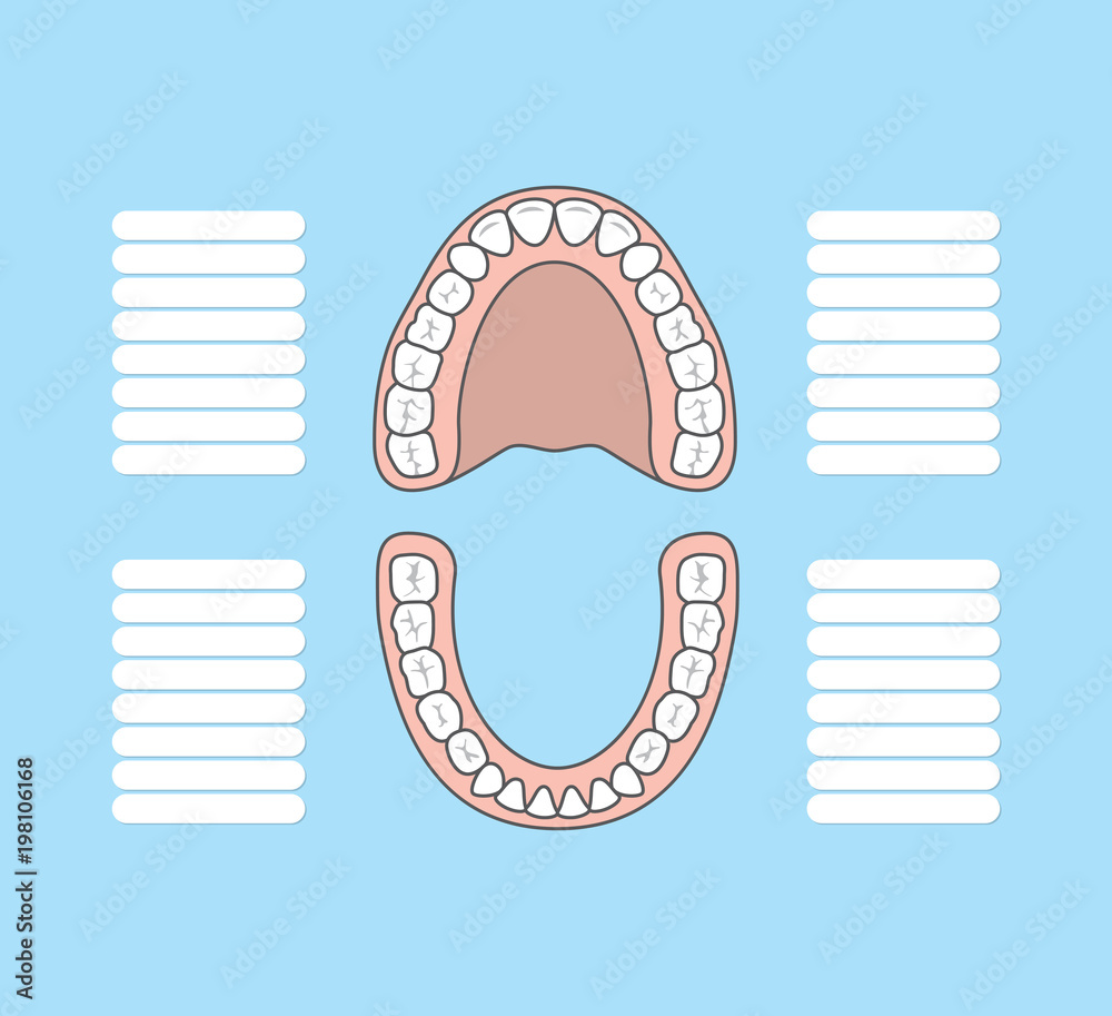Tooth chart blank illustration vector on blue background. Dental ...