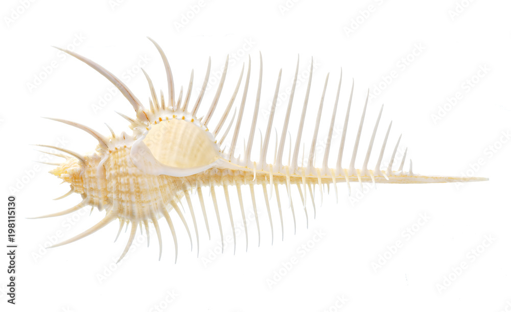 Seashell isolated on white background Stock Photo | Adobe Stock
