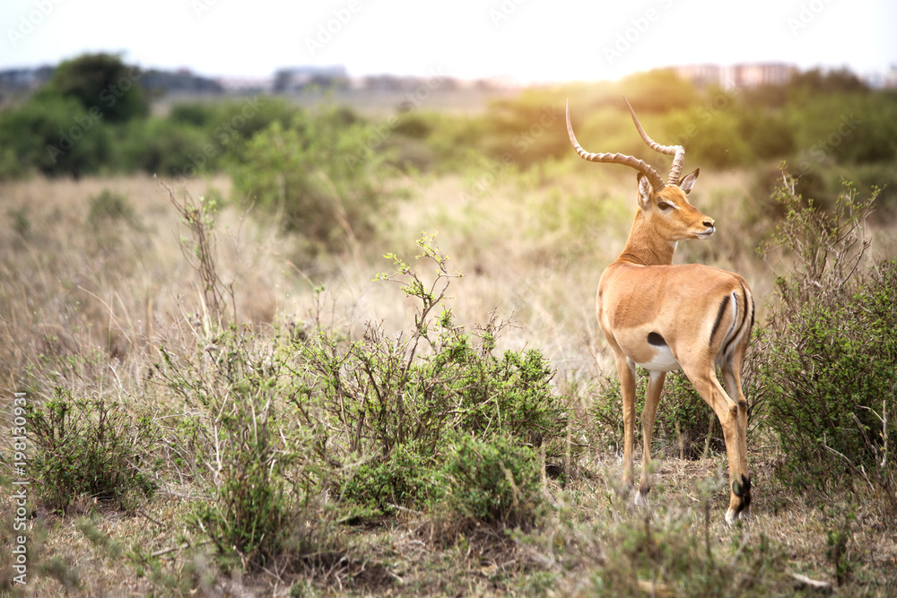 gazelle deer (Africa Deer) looking back to camera at Nairobi national ...