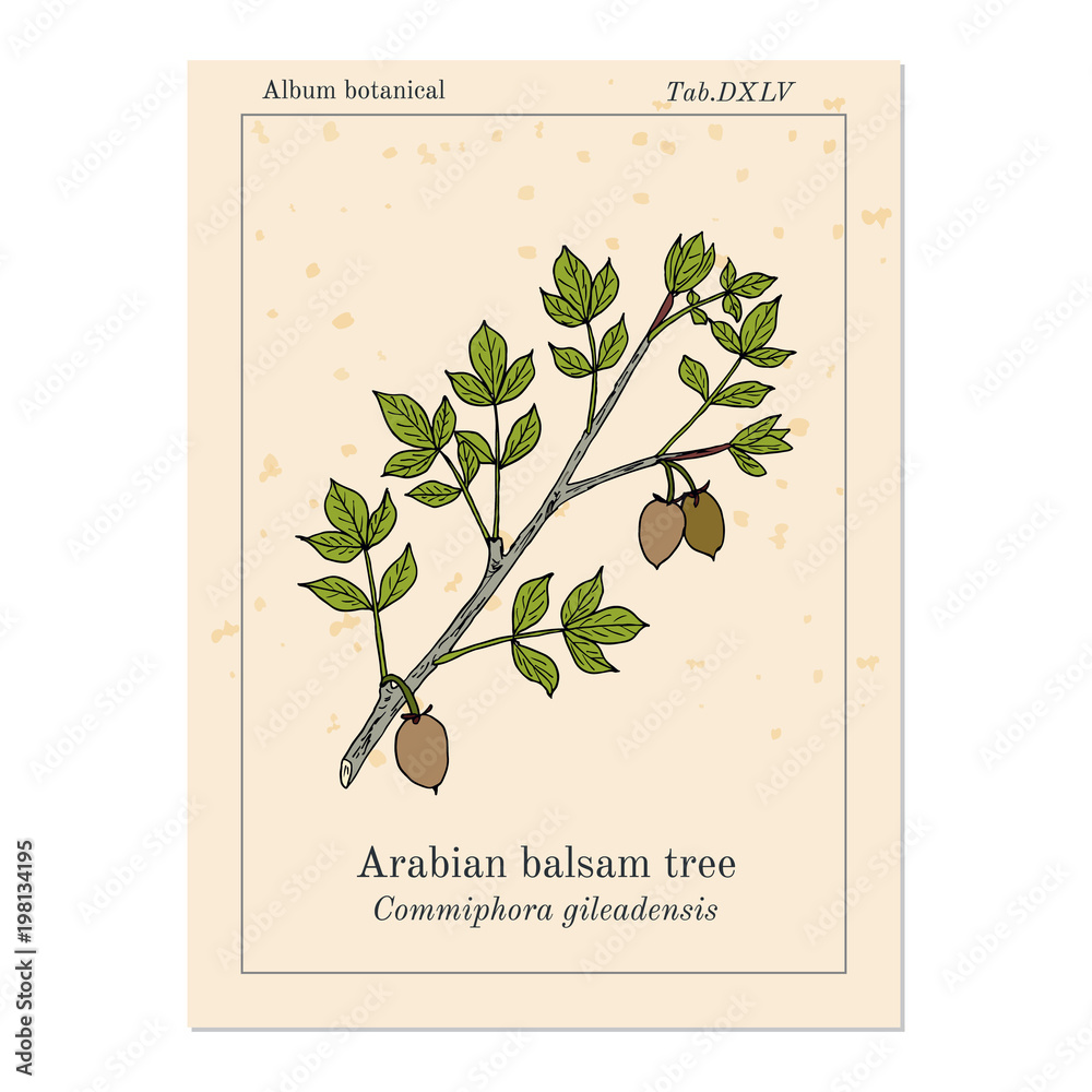 Arabian balsam tree Commiphora gileadensis , or balm of Gilead Stock ...