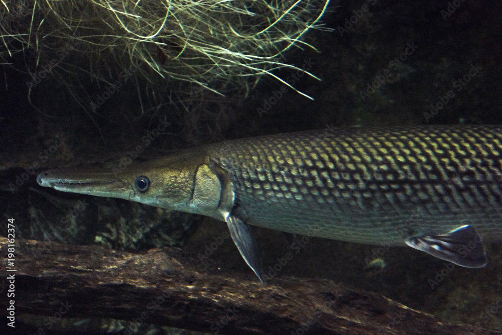 Alligator gar fish Stock Photo | Adobe Stock
