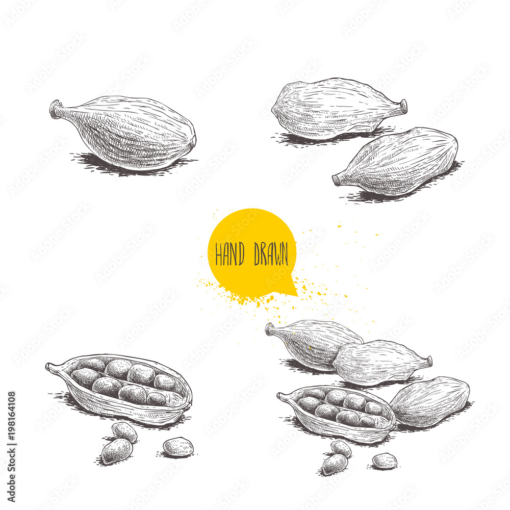 Hand drawn sketch style cardamom set. Herbs, spices and condiment ...