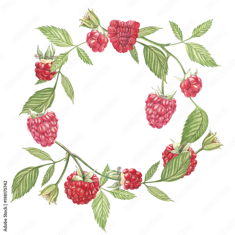 Hand drawn watercolor wreath of flowers of raspberry on white ...