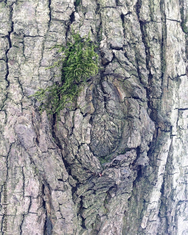 Just bark on a tree. Beautiful structural surface of the bark on ...