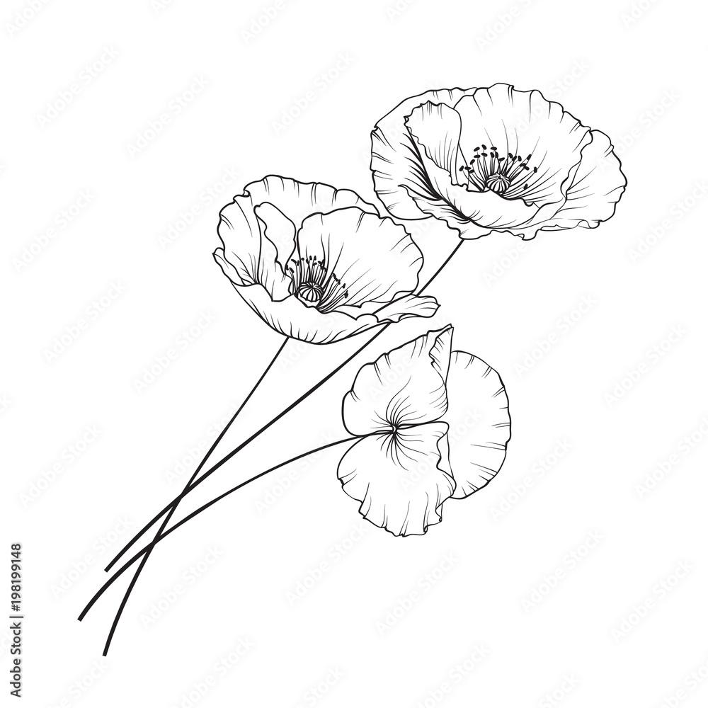 Vintage Poppy Illustration Wedding Flowers Patern Image Of Watercolor