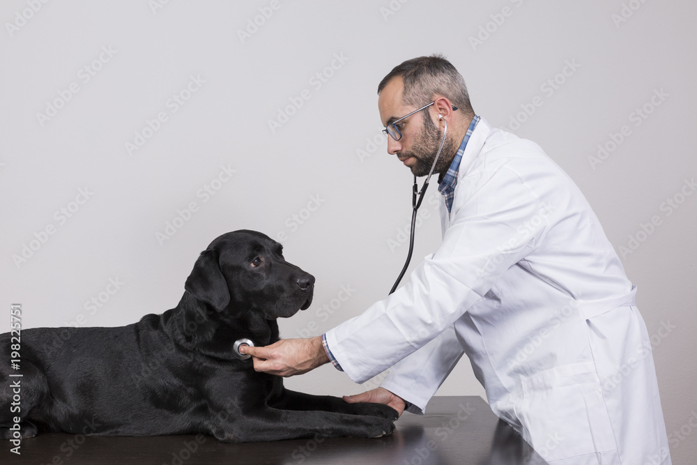 young veterinarian man examining a beautiful black labrador dog by ...