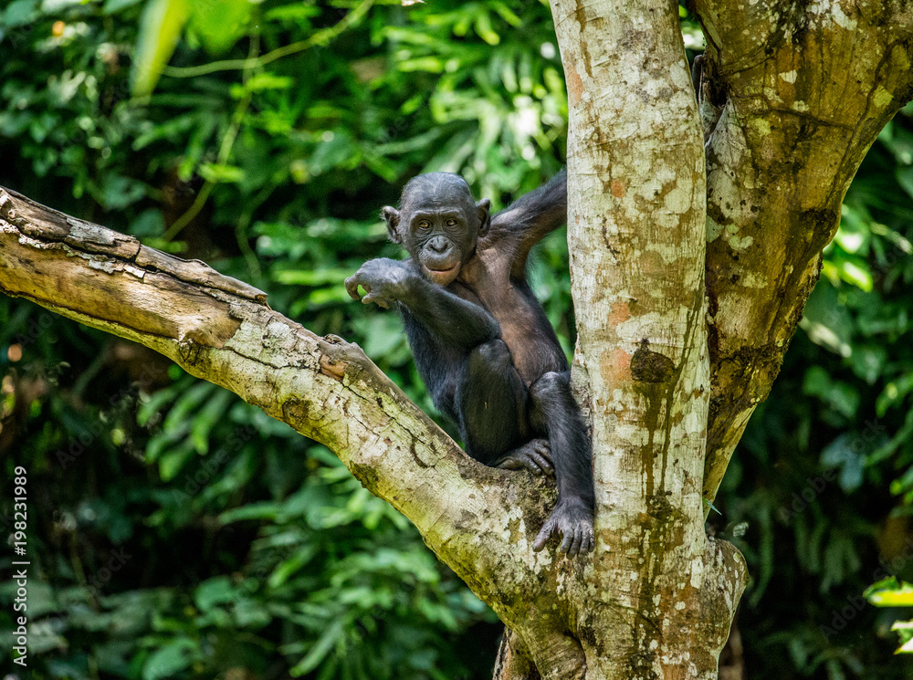 Bonobo on a tree in the background of a tropical forest. Democratic ...