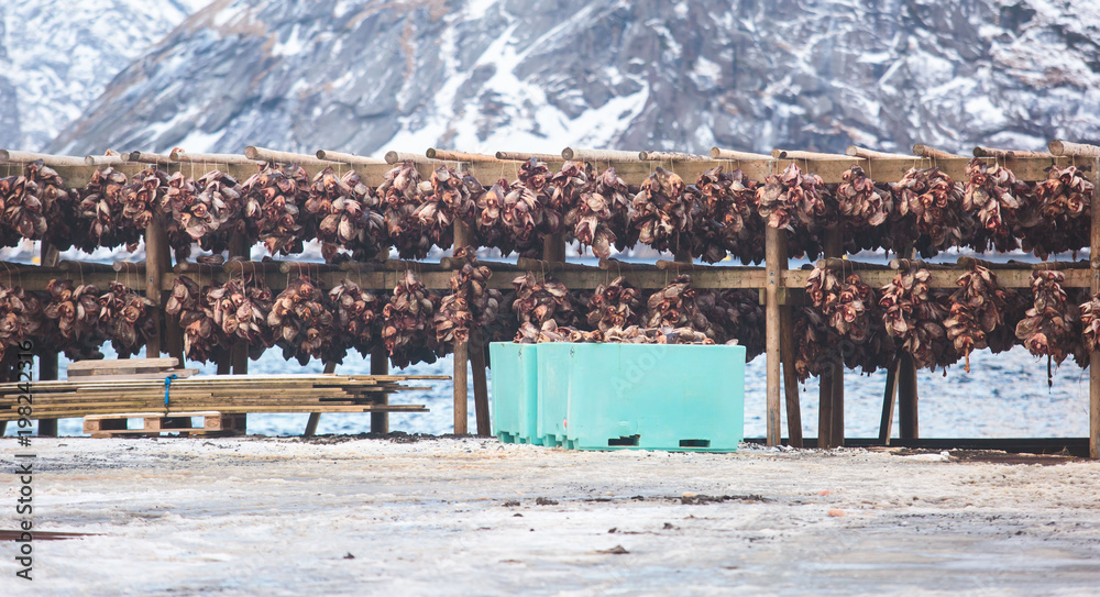 Stockfish (cod), process of stockfish cod drying during winter time on ...