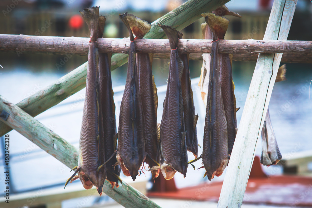 Stockfish (cod), process of stockfish cod drying during winter time on ...