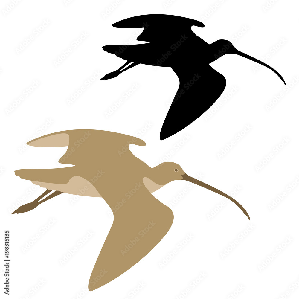 curlew vector illustration flat style black silhouette Stock Vector ...