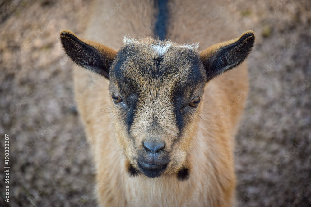 Ziege, Zicke, Natur, Lamm, Baby, Kind, Hörner, Nautr, Tier, Spielend ...