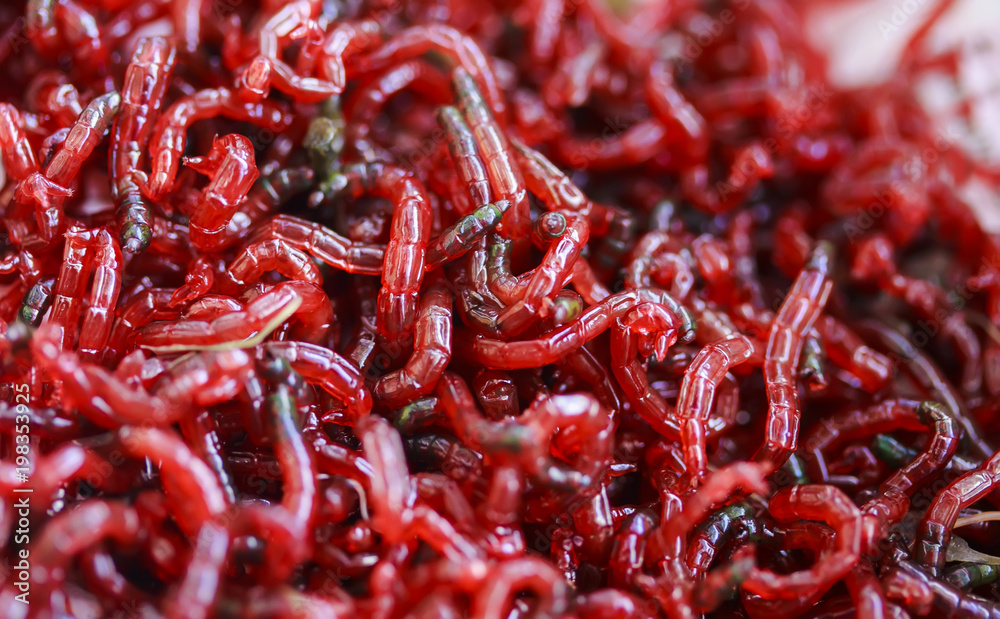 Red Mosquito Larvae