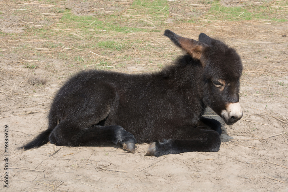 Black baby burro donkey lying on the ground. Sunny day. Russia. Moscow ...