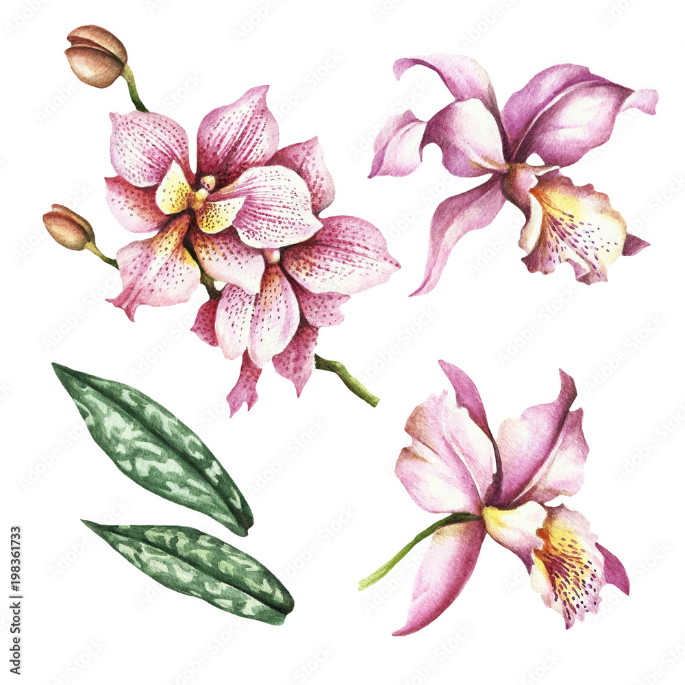 Set of Orchids. Hand draw watercolor illustration. Stock Illustration ...