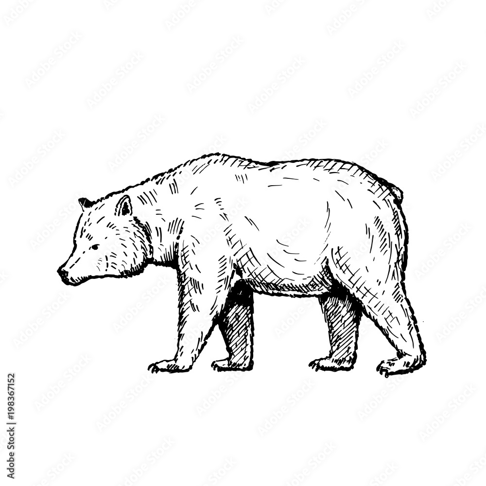 Hand drawn bear. Sketch, vector illustration. Stock ベクター | Adobe Stock