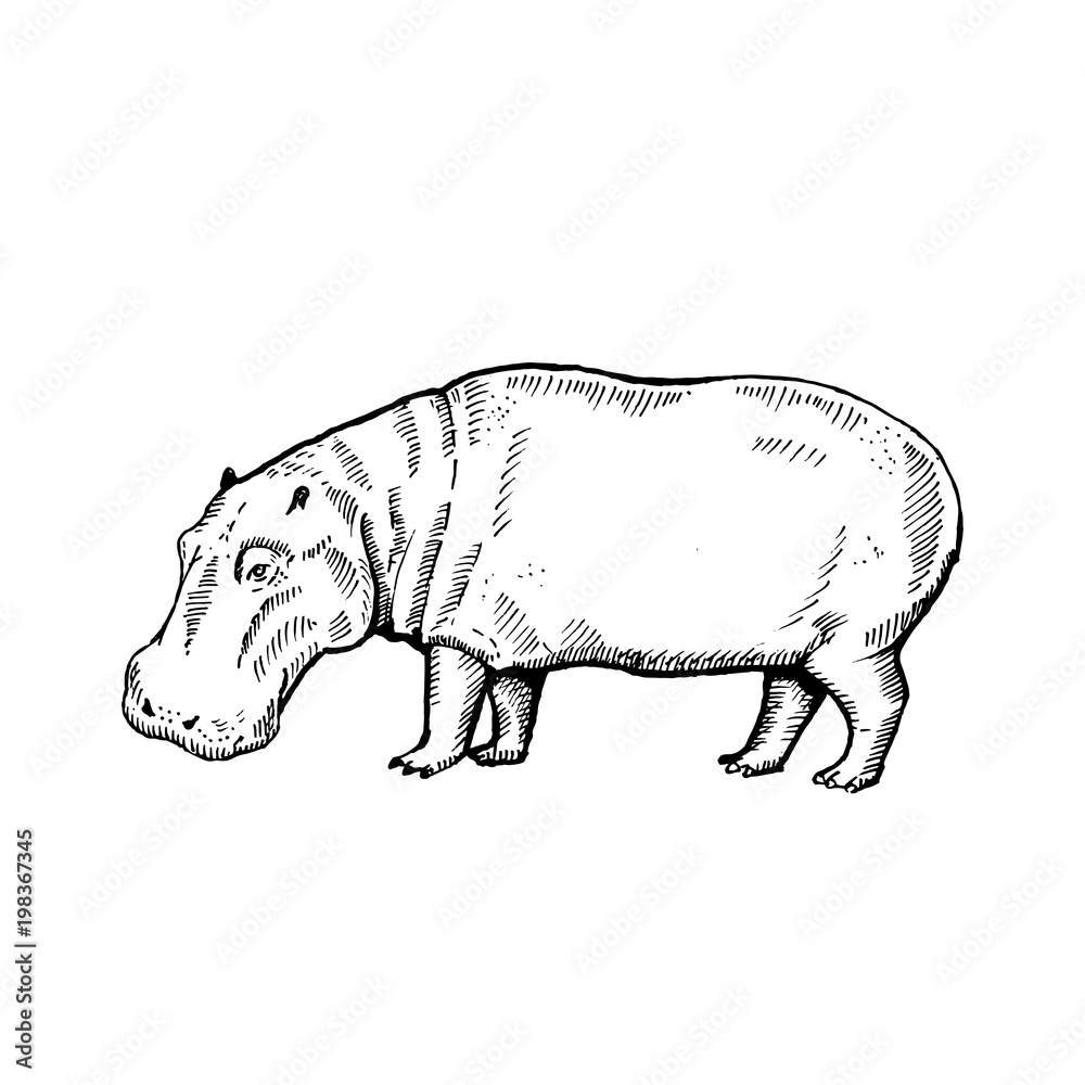 Hand drawn hippo ( hippopotamus, behemoth ). Sketch, vector ...
