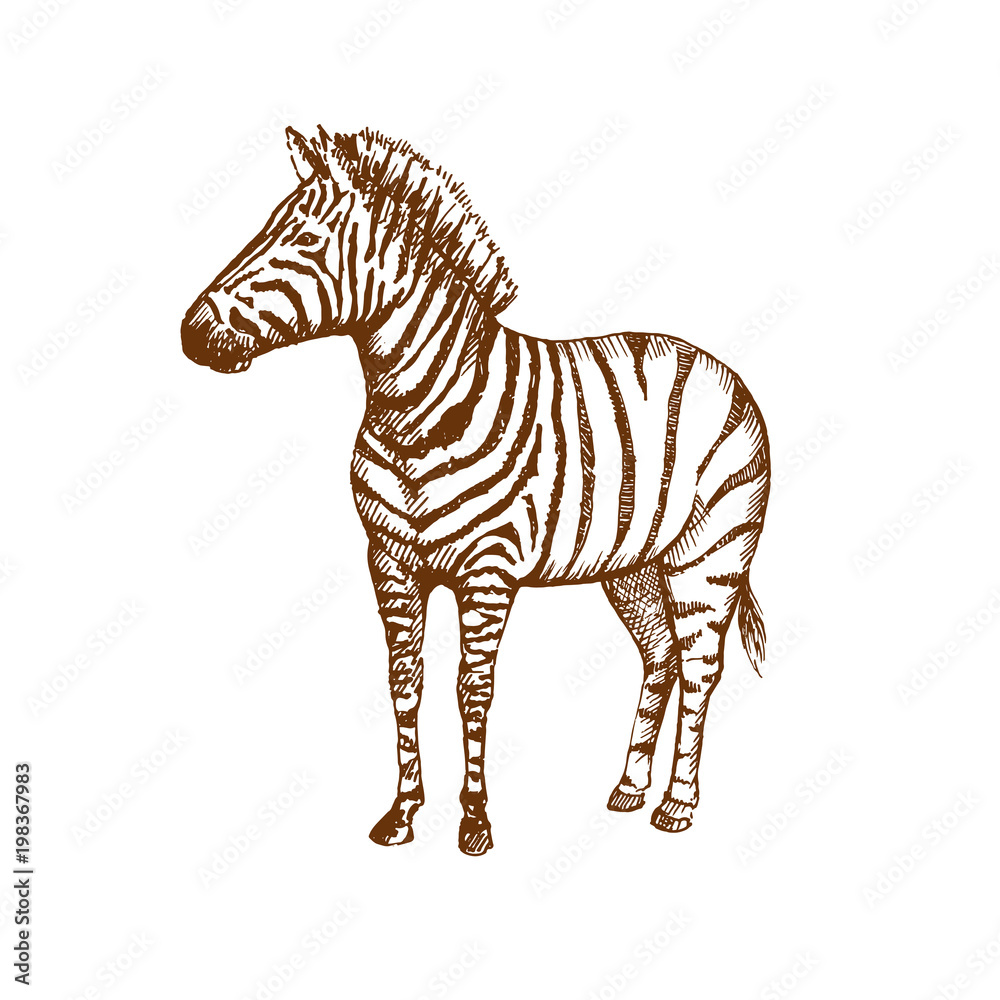 Hand drawn zebra. Sketch, vector illustration. Stock Vector | Adobe Stock