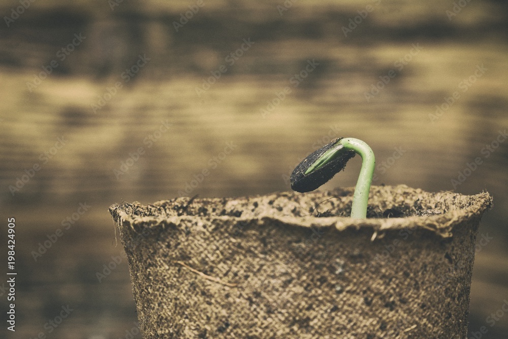 Sunflower seedling bursting from its seed casing. New life Stock Photo ...