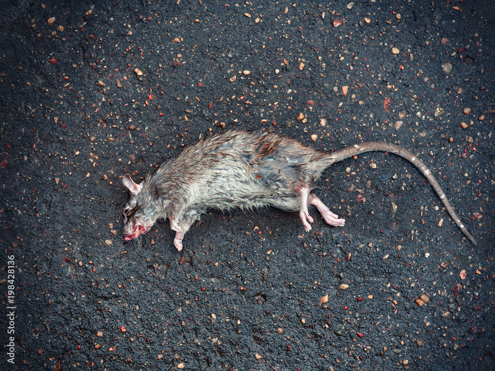 Dead rat on the asphalt in the neighborhood of people's housing where ...