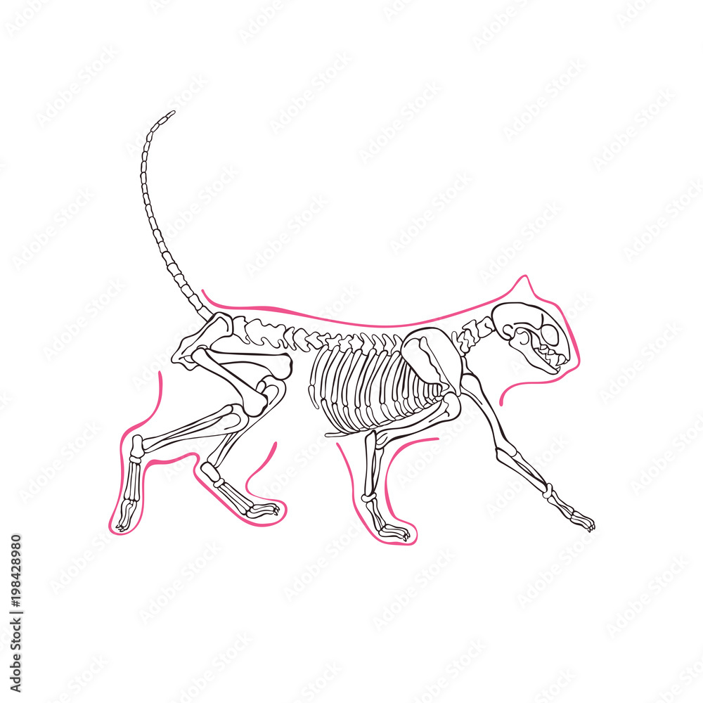 Cat's skeleton. Isolated vector object on white background. Stock ...