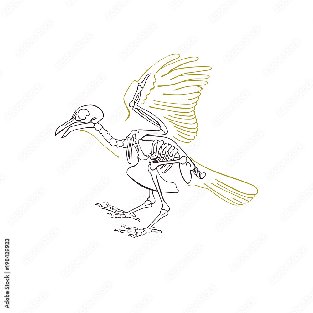Bird skeleton. Isolated vector object on white background. Stock Vector ...