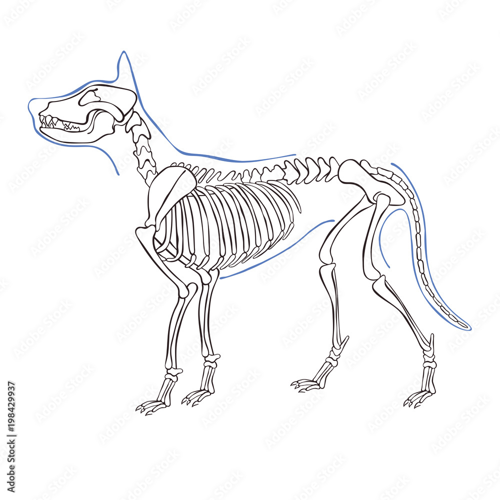 Dog skeleton. Isolated vector object on white background. Stock Vector ...