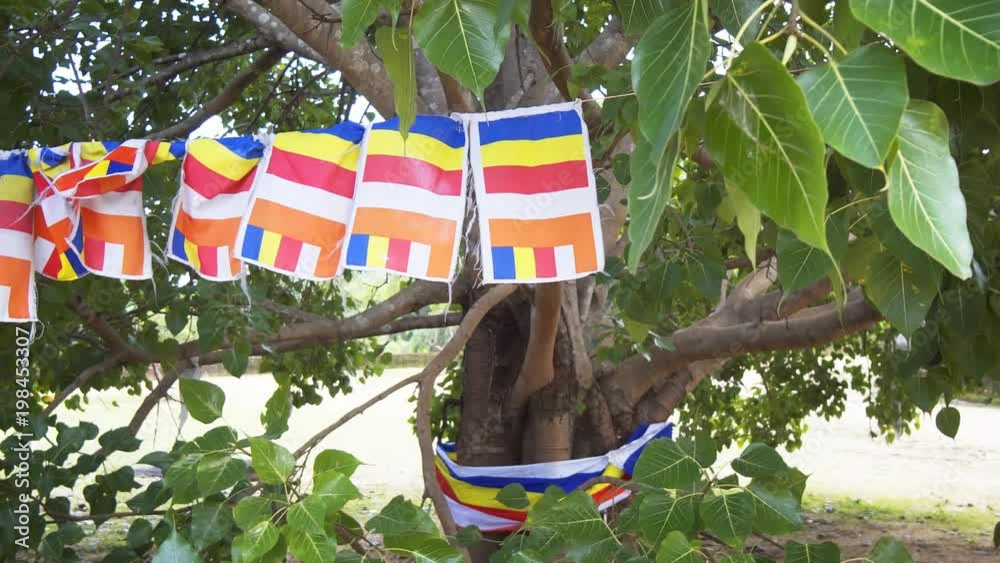 Flags of Buddhism on the sacred tree. Sri Lanka, Polonnaruwa 素材庫影片 ...